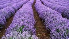 How Scent Teleportation Could Revolutionize Wellness — Manuka Natural